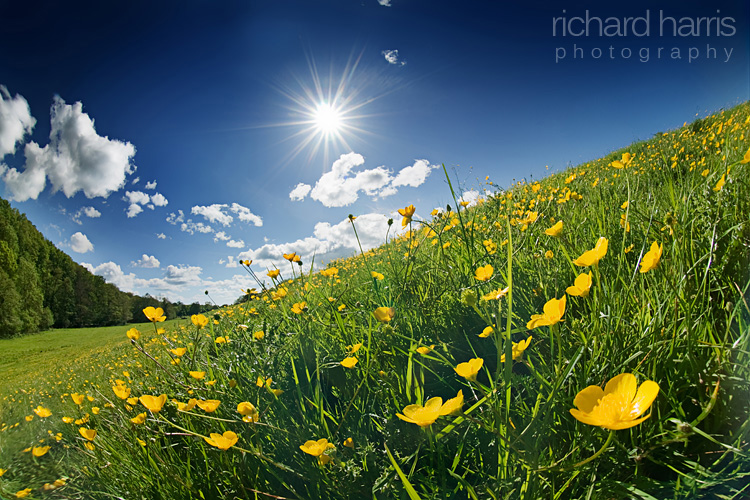 Wedding Photographer - Photography - FM Forums